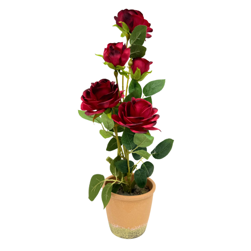 Potted Rose Plant - Miguel Moses