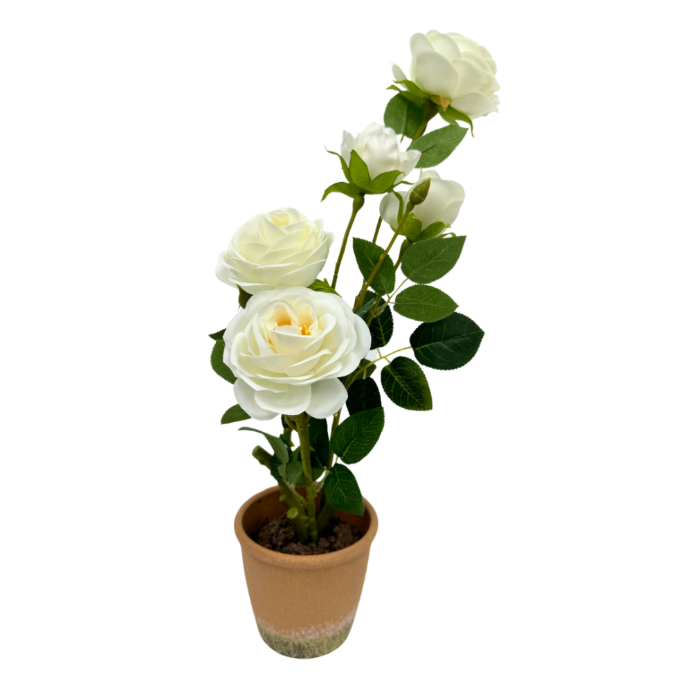 Potted Rose Plant - Miguel Moses